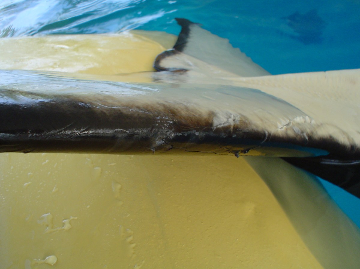 Do Orcas At Marine Parks Injure One Another? More Photos… – The ...